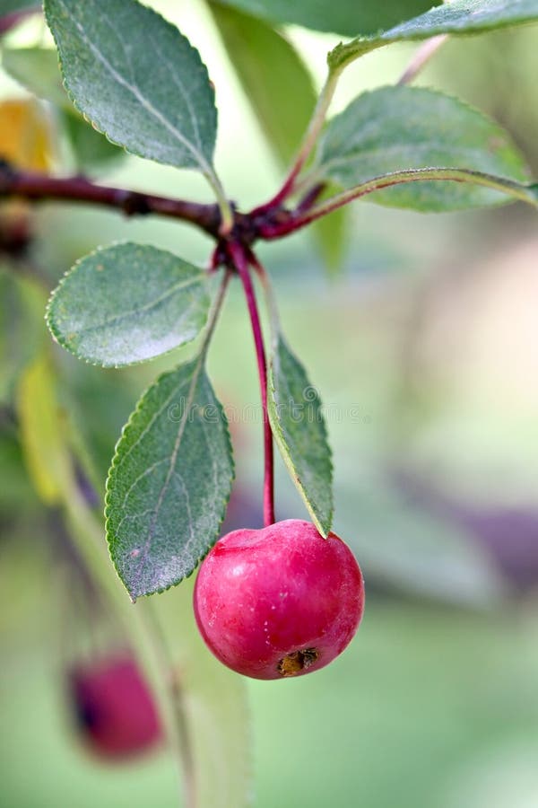 Crab Apple stock image. Image of crop, small, farm, fruit - 21192361
