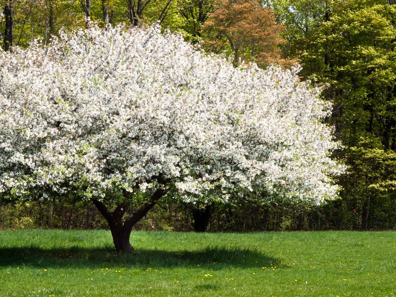Crab Apple Blossoms, Spring Stock Image - Image of tree, crab: 17950399