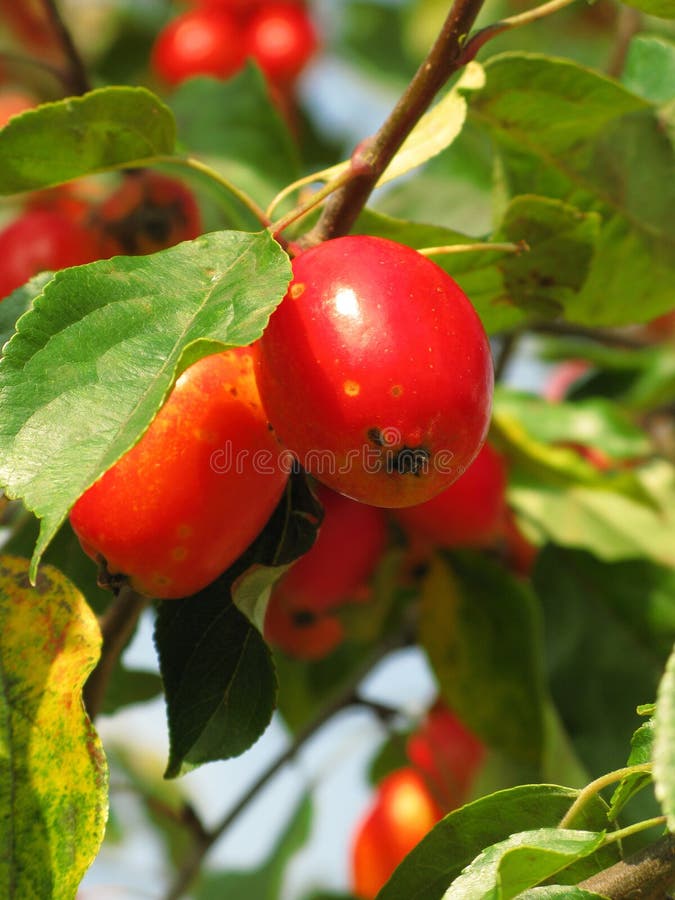 Crab Apple Close Up stock image. Image of rosy, ready - 44424037