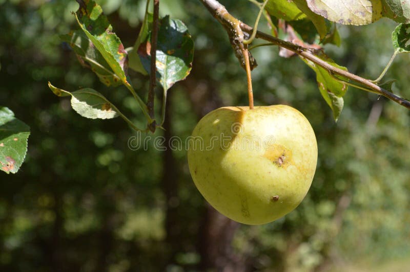 Crab apple stock photo. Image of tree, feed, apple, organic - 60124442
