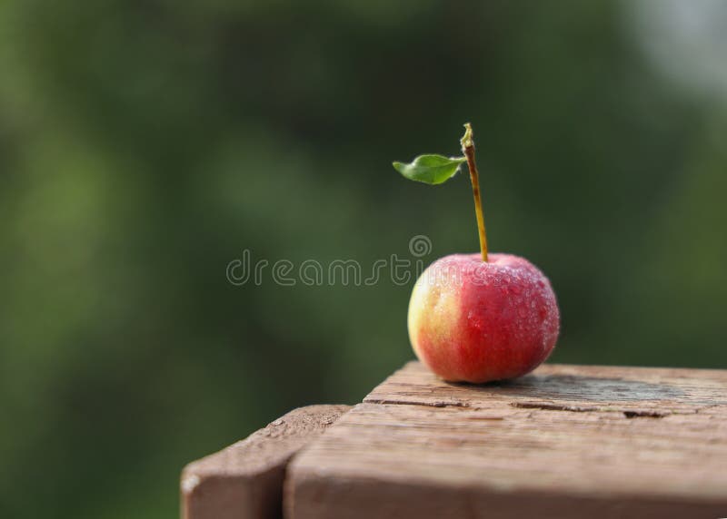 Crab Apple with Leaf Attached on a Bench Stock Photo - Image of fruit ...