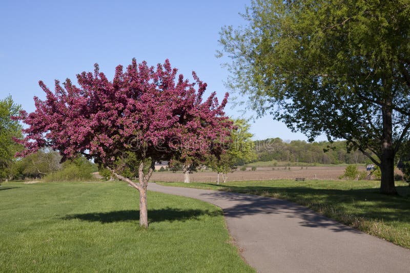 Crabapple Tree in Bloom stock image. Image of clouds, blossoms - 119163