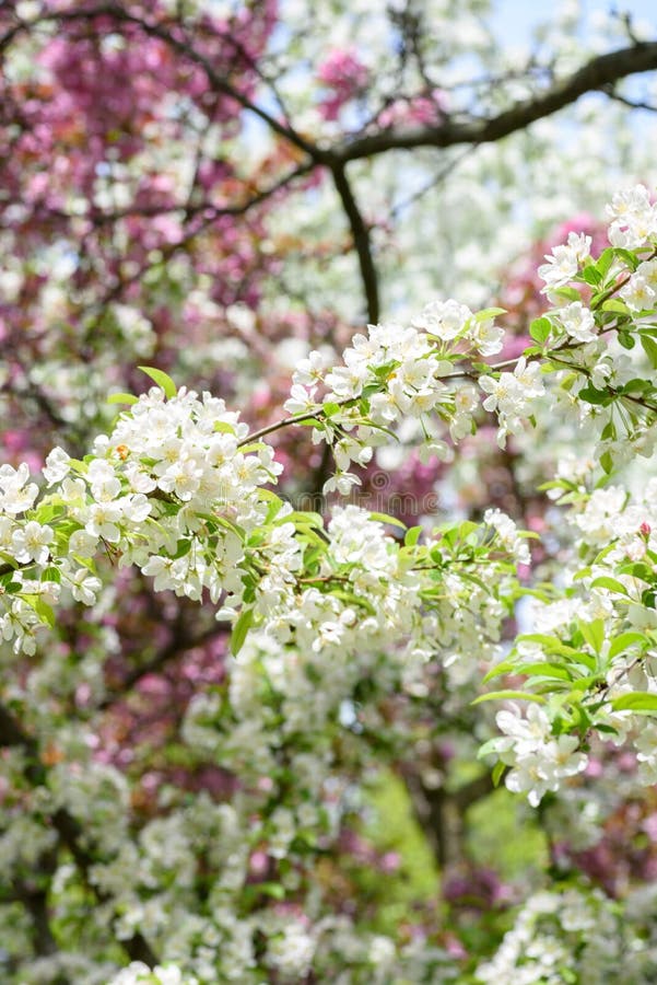 Crab apple tree in bloom stock image. Image of beauty - 117102415