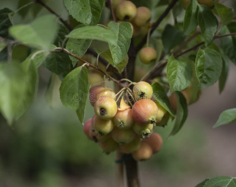 Crab Apple Tree Malus Evereste Stock Image - Image of tree, crab: 195626527