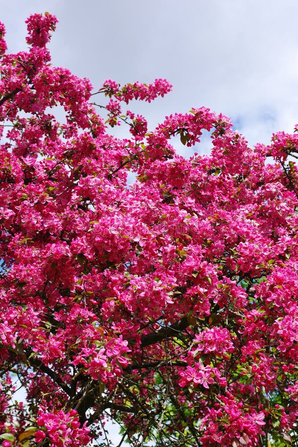 Crab apple tree stock photo. Image of park, plants, pink - 183606194