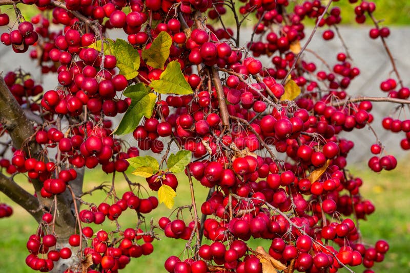 Bright Red Crab Apples Shining in the Sunlight. Stock Image - Image of ...