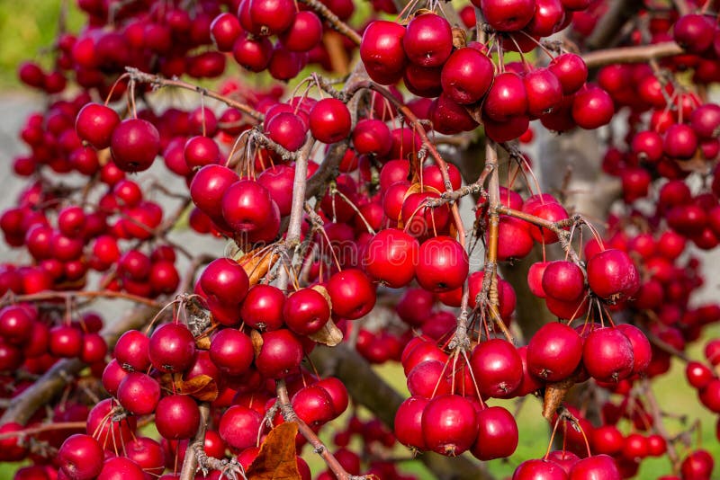 Bright Red Crab Apples Shining in the Sunlight. Stock Photo - Image of ...
