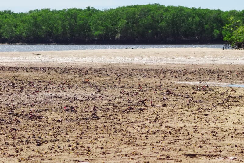 Crab army at low tide stock photo. Image of coast, tropical - 149400582