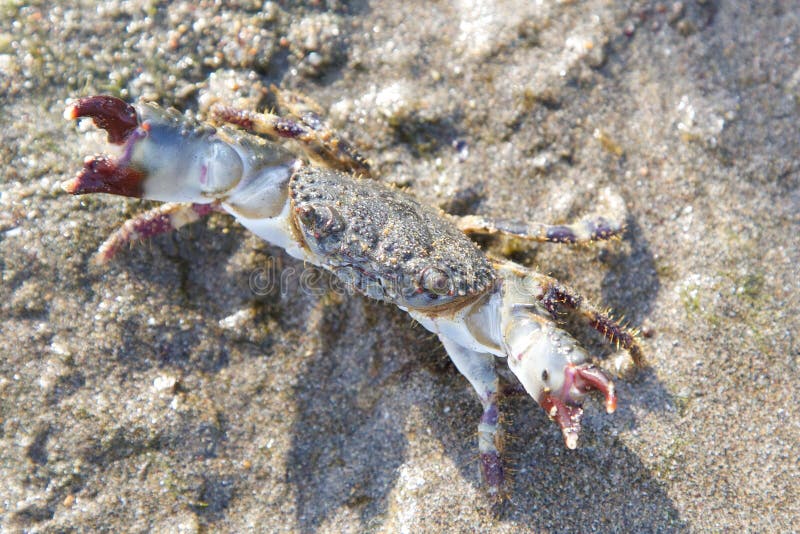 Crab Attack on Beach stock photo. Image of crustacean - 41596754