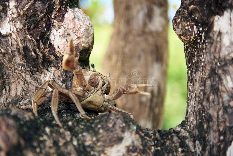 Crab in attack pose stock image. Image of raised, animal - 133404733