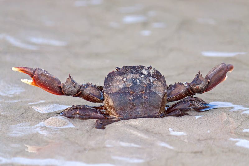 Crab stock image. Image of beach, sand, ocean, crab, arthropods - 30219895