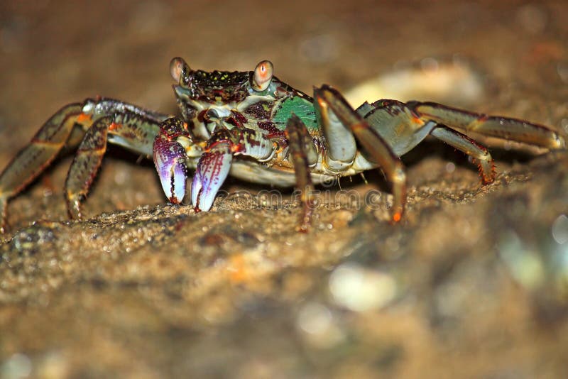 170 Crab Position Stock Photos - Free & Royalty-Free Stock Photos from ...