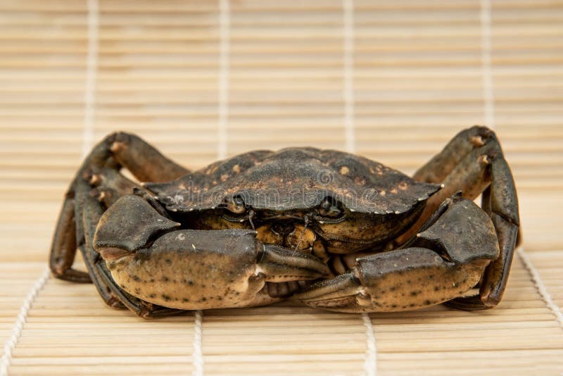 Crab on bamboo mat stock image. Image of sleeping, wildlife - 133569749