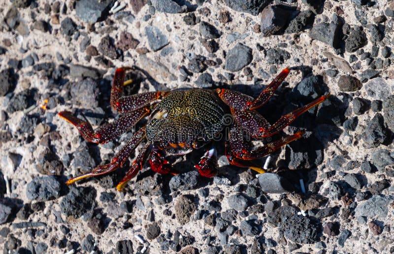 Crab basking on a rock stock image. Image of canarian - 299394791