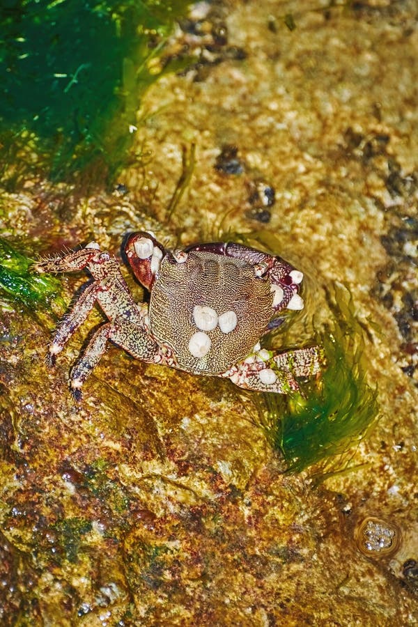 Crab on Rock stock photo. Image of body, invertebrate - 121894690