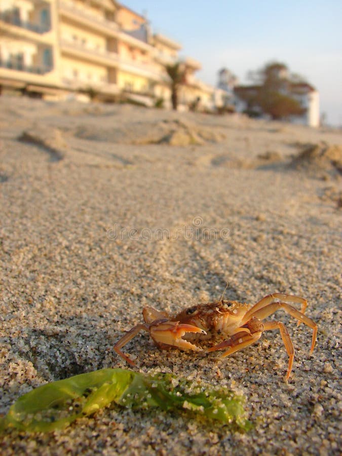 Crab on the beach stock image. Image of summer, crab - 12892101