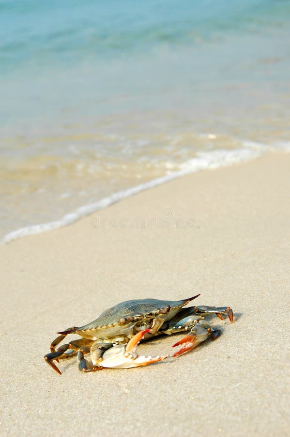 Crab on the Beach stock image. Image of bright, sunshine - 2990295