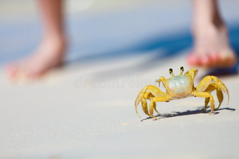 Crab at beach stock image. Image of white, vacation, animal - 70450071