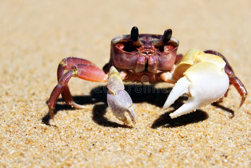 Amphibia Day Beach Stock Photos - Free & Royalty-Free Stock Photos from ...