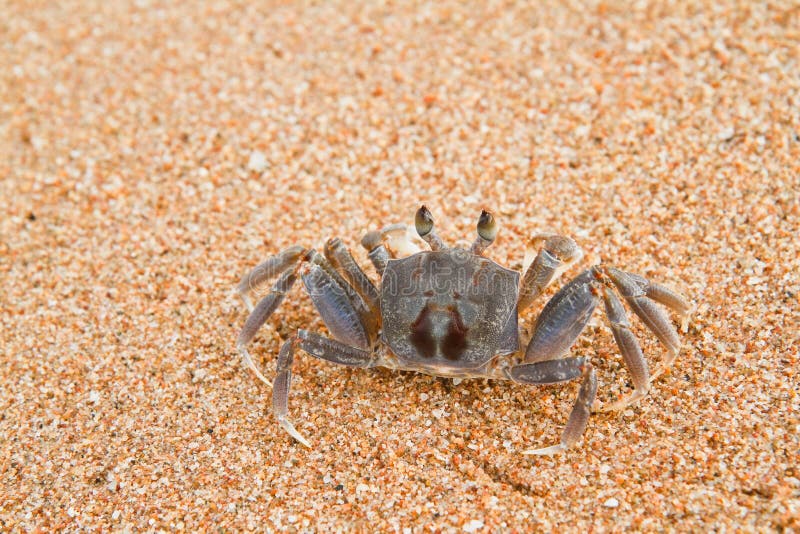 Crab on the beach stock image. Image of crustacean, wild - 35381021