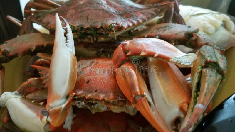 Crab boil stock photo. Image of cape, boil, caught, cooked - 101140178