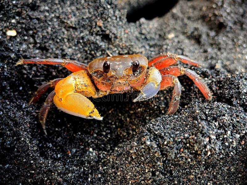 A Crab with Bright Orange Color and Large Yellow Claws on the Black ...