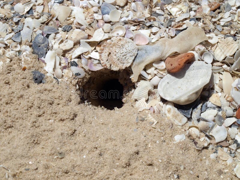 Crab burrow stock image. Image of close, land, crabby - 25174505