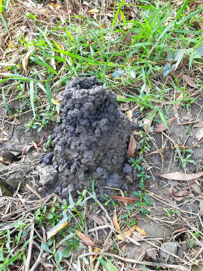 Crab Burrow in this Picture Stock Image - Image of jungle, animal ...
