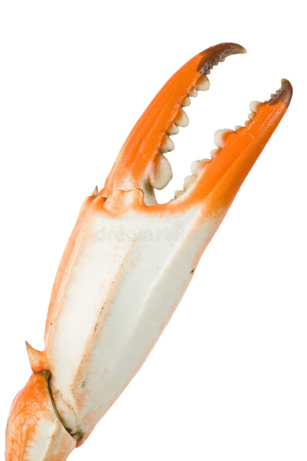 Crab claw stock photo. Image of claws, snap, nibble, crunch - 1898790