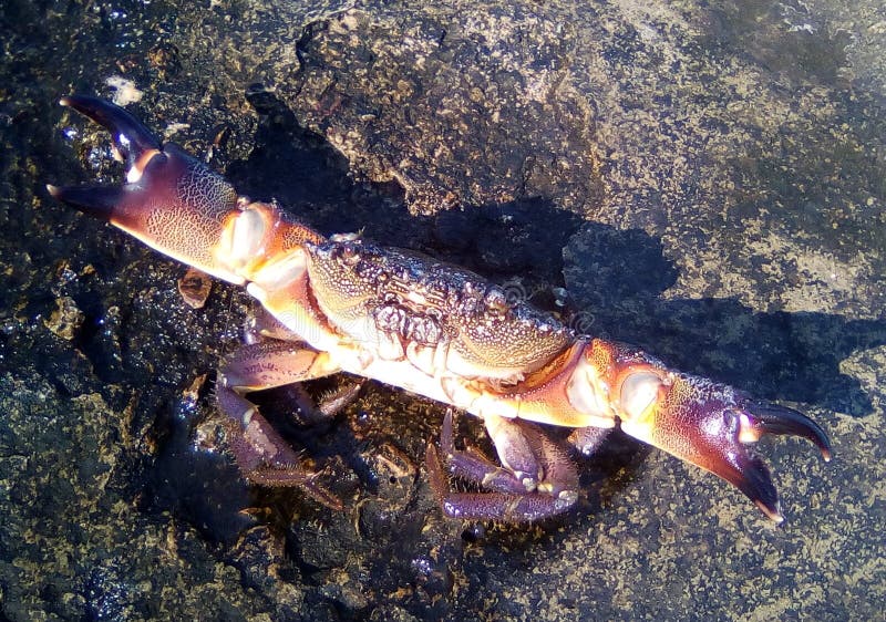 Crab claw attack stock image. Image of claw, type, black - 120612425