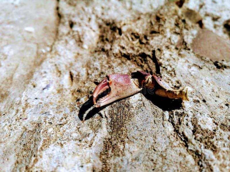 Crab claw stock photo. Image of shot, claw, crab, washed - 116012662