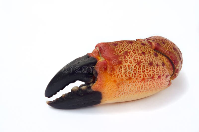 Crab claw stock photo. Image of boiled, invertebrate - 75545382