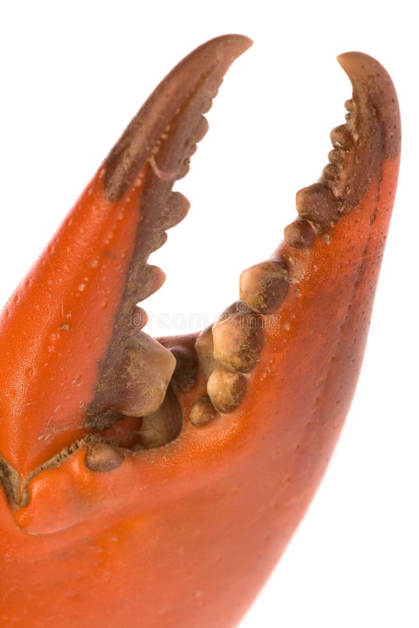 Crab Claw Macro stock image. Image of life, aquatic, crabs - 5663757
