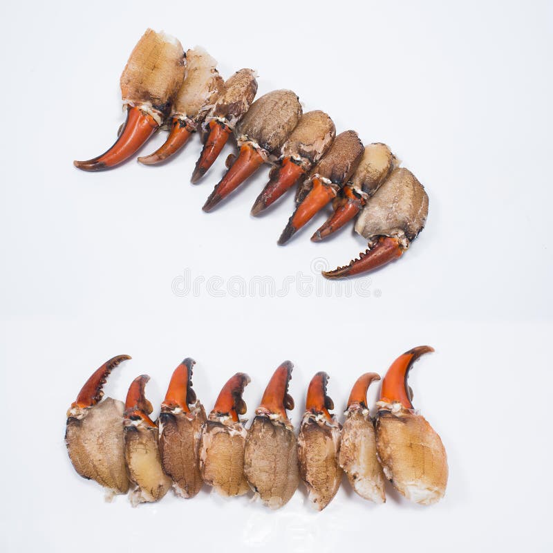 Crab Claw stock photo. Image of long, healthy, king, dinner - 73690626