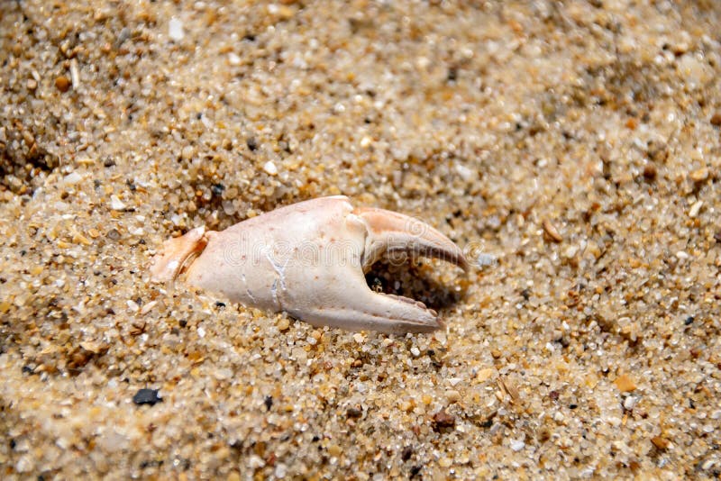 Crab Claw Shell in the Sand Stock Image - Image of beach, macro: 145936737