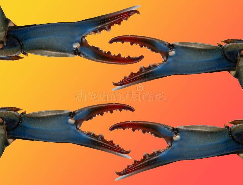 Crab Clawes Stock Photos - Free & Royalty-Free Stock Photos from Dreamstime