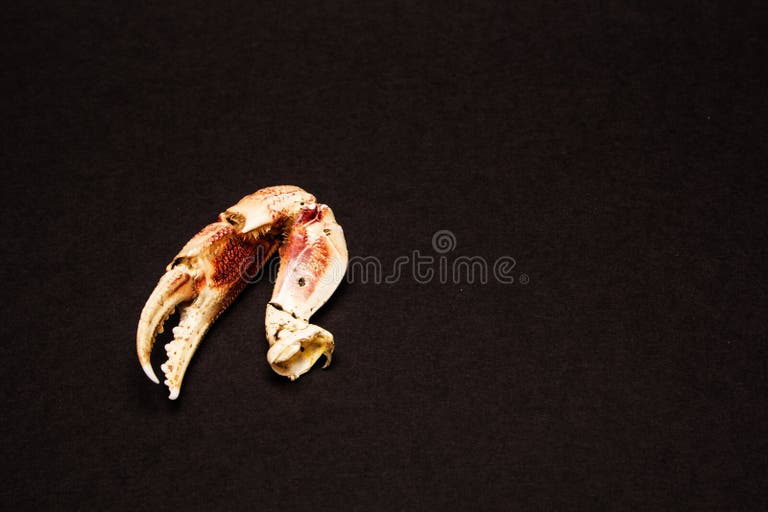 Broken Crab Claws Stock Photos - Free & Royalty-Free Stock Photos from ...