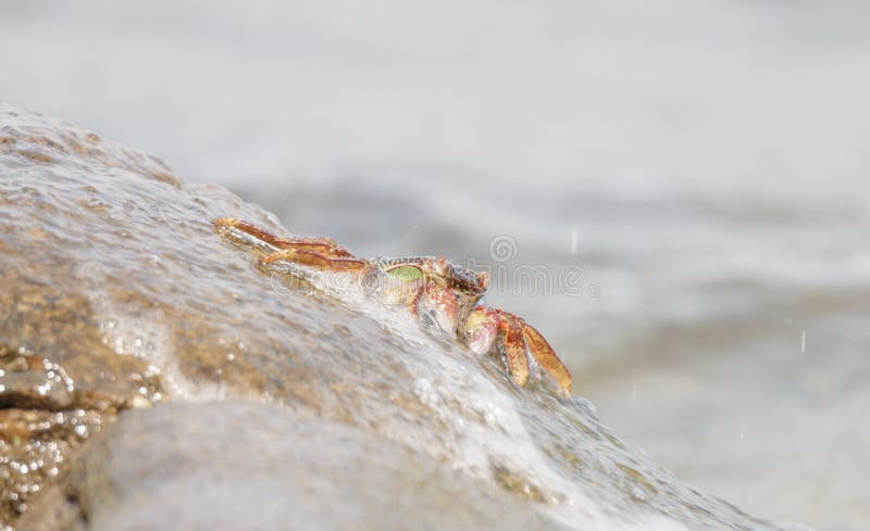 Crab climbing on sand stock image. Image of coast, shell - 17988417