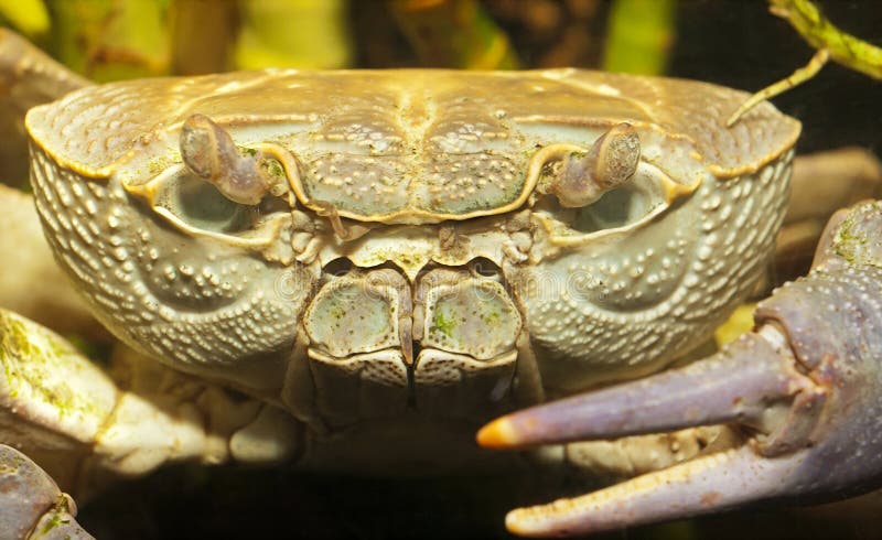 Crab close up stock photo. Image of sand, hair, closeup - 24633904