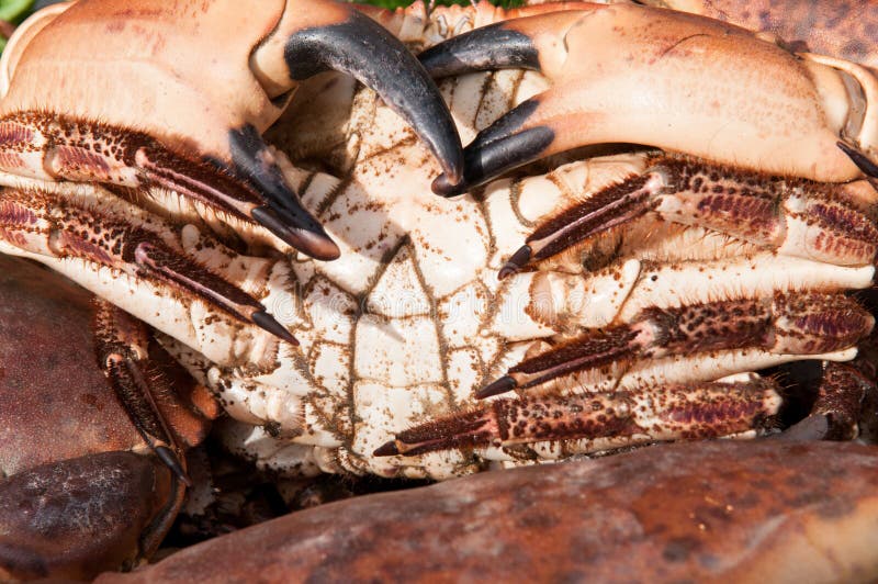 Large pincer of crab stock photo. Image of delicious - 32943498