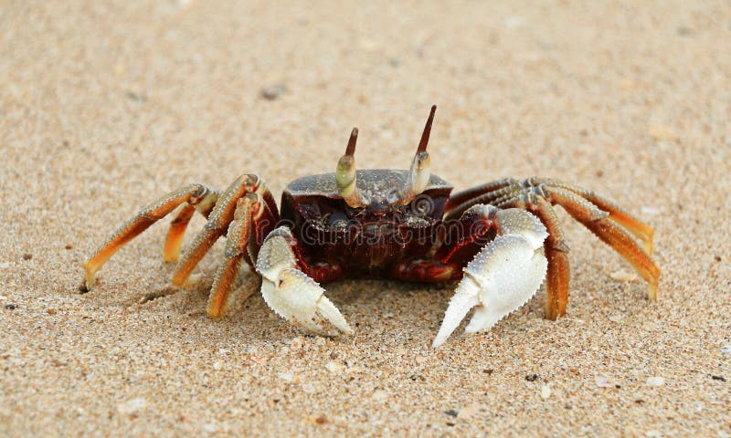 Crab stock photo. Image of ocean, nature, beach, south - 43660832
