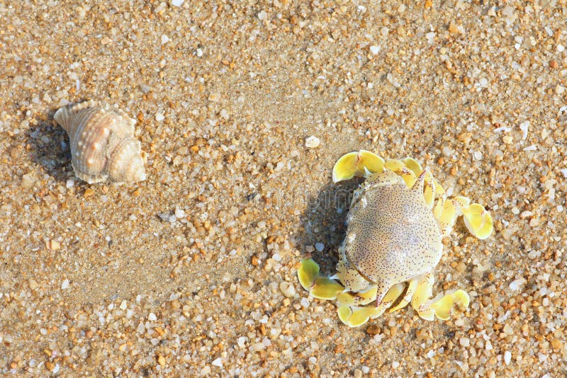 Crab and conch stock image. Image of life, sandbeach - 39824739