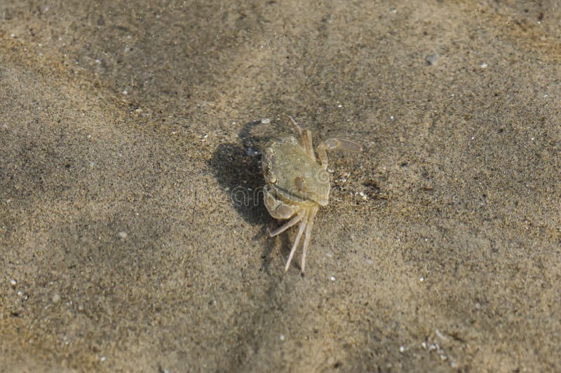 Crab stock image. Image of wildlife, crab, summer, rock - 280971545
