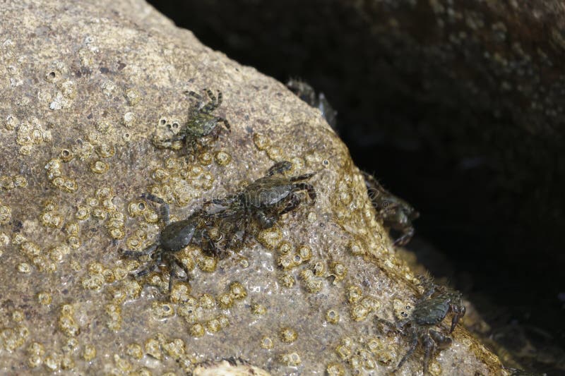 Crab stock image. Image of crayfish, soil, summer, leaf - 280970925