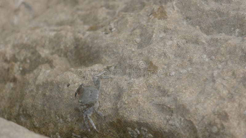 Crab stock footage. Video of abdomen, mites, sand, crayfish - 281336728