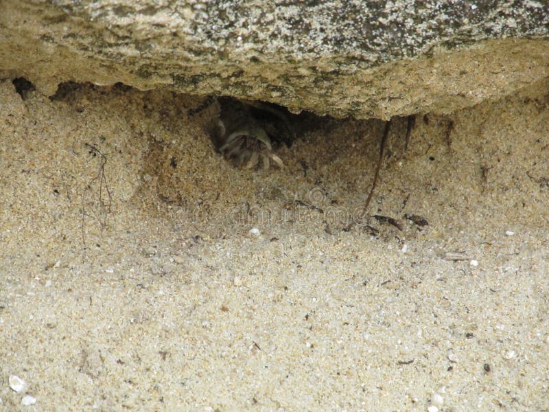 Crab Crawling Out of a Hole from Under a Stone Stock Photo - Image of ...