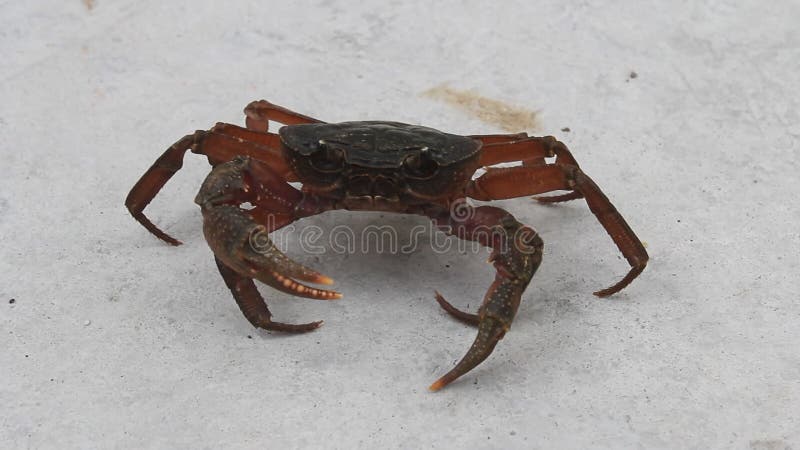 Crab crawling scene stock footage. Video of crawl, species - 44211862