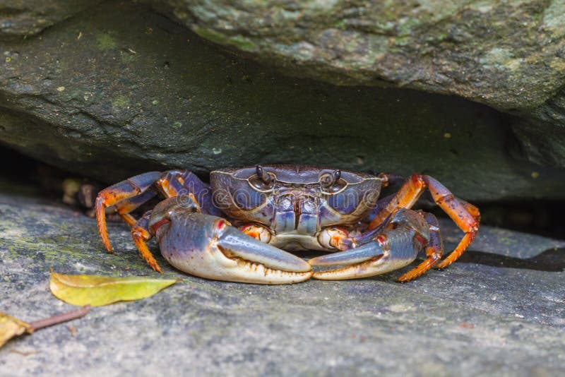 Crab Crustacean in Rainforest Stock Image - Image of water, crustacean ...