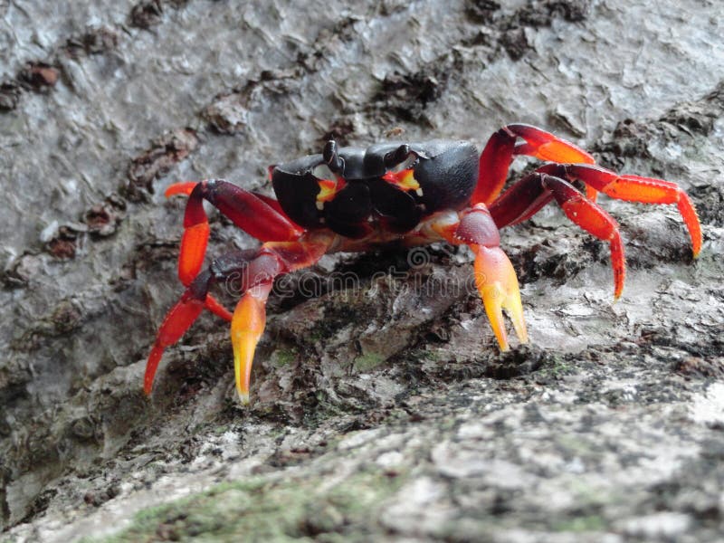 Crab stock image. Image of coast, forest, relax, cienfuegos - 44640367