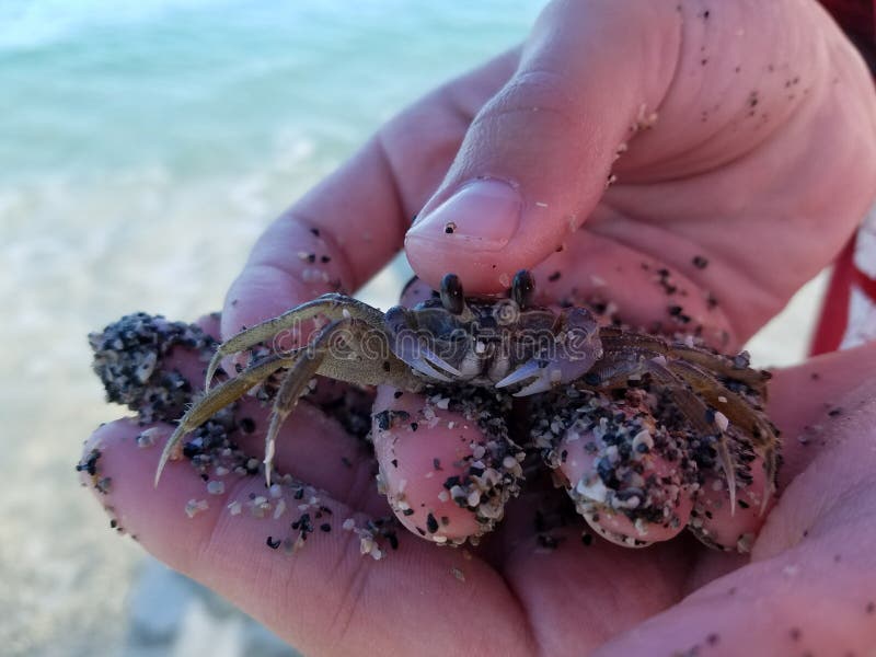 Decapoda, Crab, Crustacean, Organism Picture. Image: 89914995